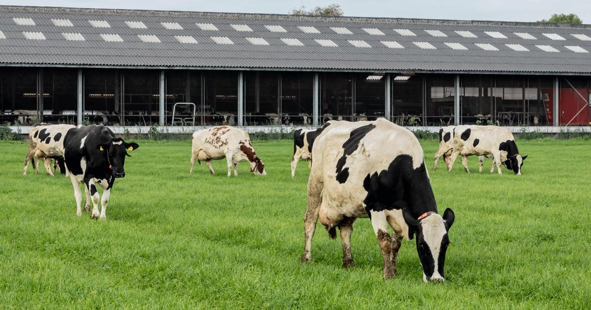 Dierenwelzijn op biologische boerderijen | Arla